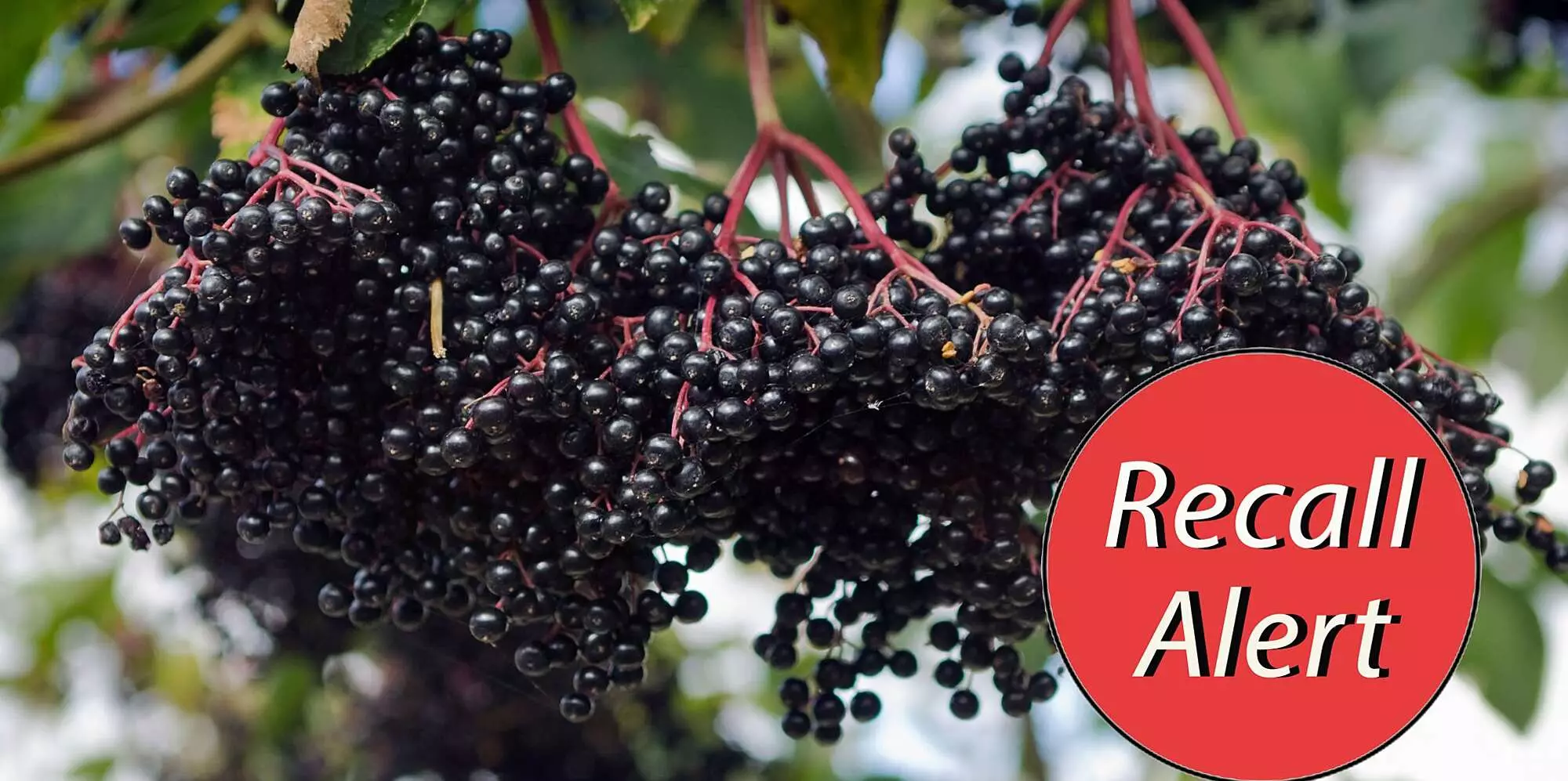 Elderberries Recalled di 20 Nagara Ngeunaan Poténsi Salmonella Masalah