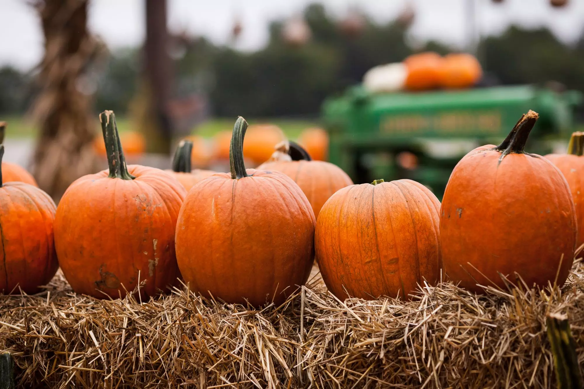 Pumpkins dina tegalan di gugur salila waktu panén. Warna usum gugur.