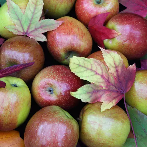 Honeycrisps bezain gozoak (eta baino garestiagoak diren) 5 sagar barietateak