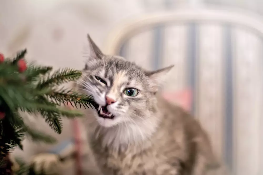 cat-eating-christmas-tree-blog918.jpg