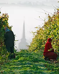 original-201304-a-regional-wine-producers-loire-valley-chateau-des-vaults.jpg