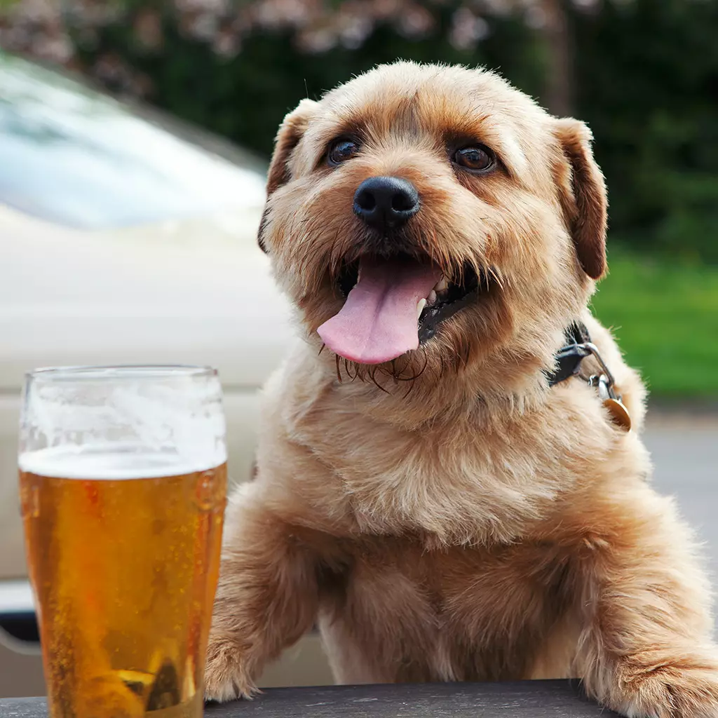 cafe-having-dogs-serve-beer-fwx