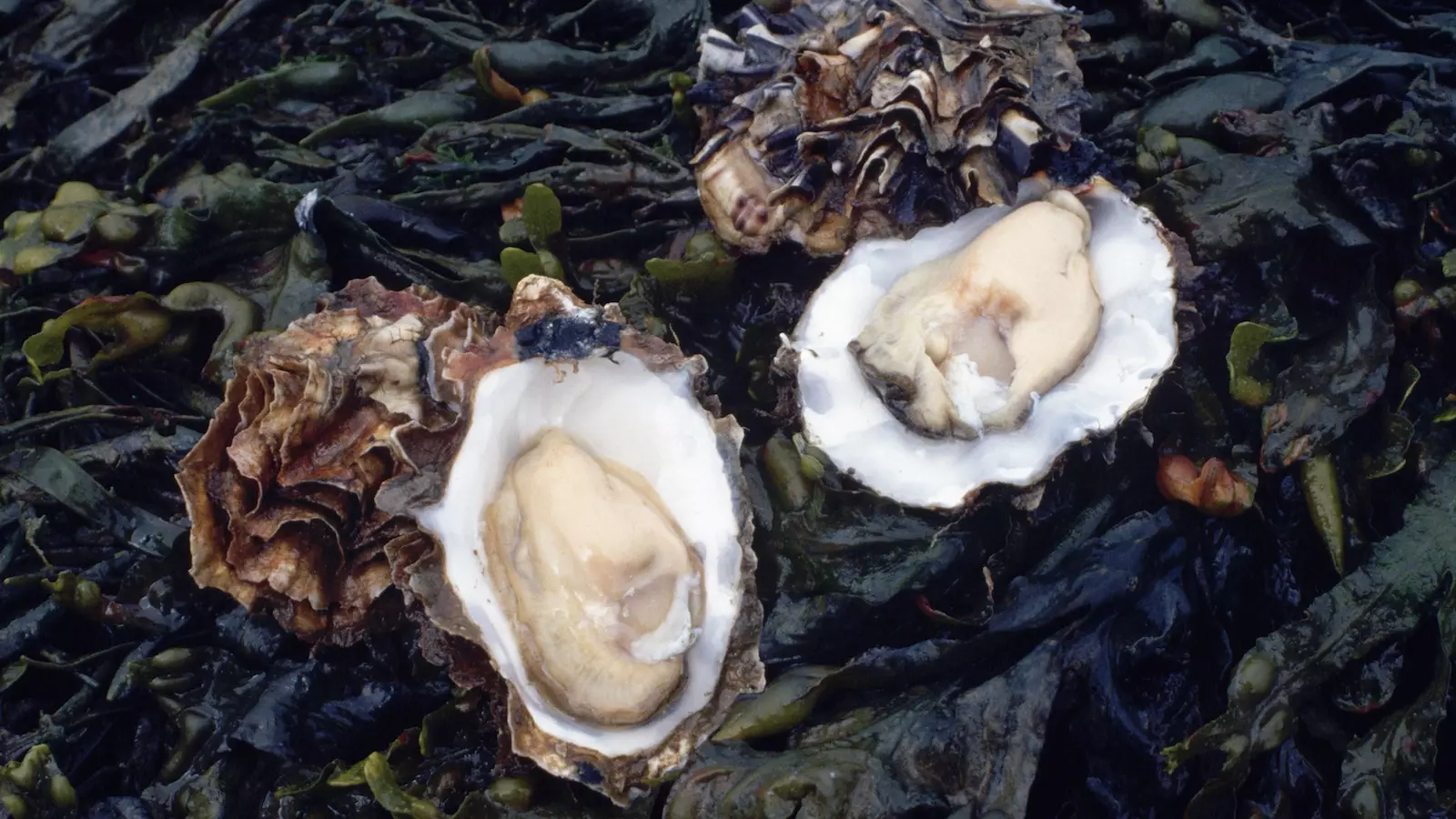 Stille Oesters
