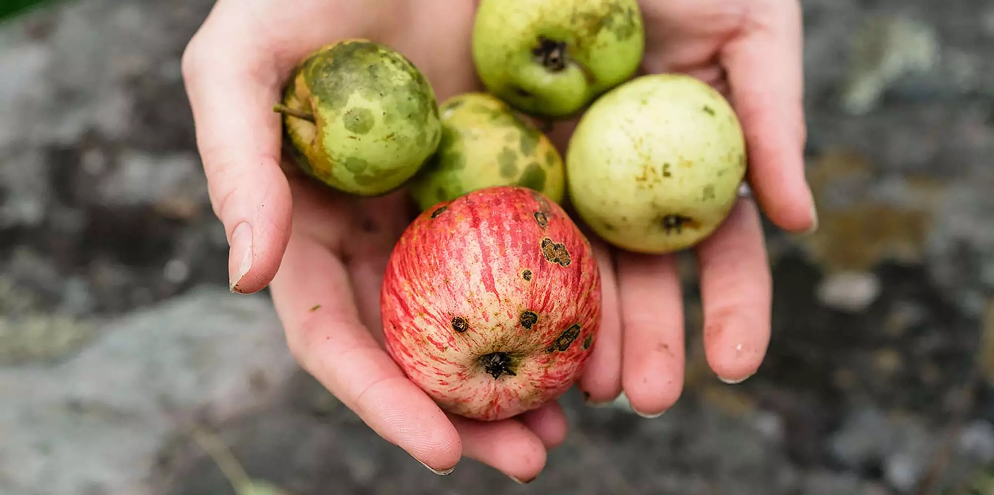 Feral Apple Cider بۇ يىل كۈزدە رادارىڭىزدا بولۇشى كېرەك