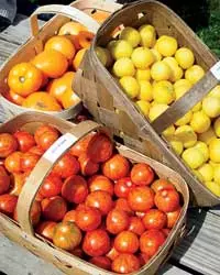 images-sys-200808-a-verill-farm-tomaten.jpg