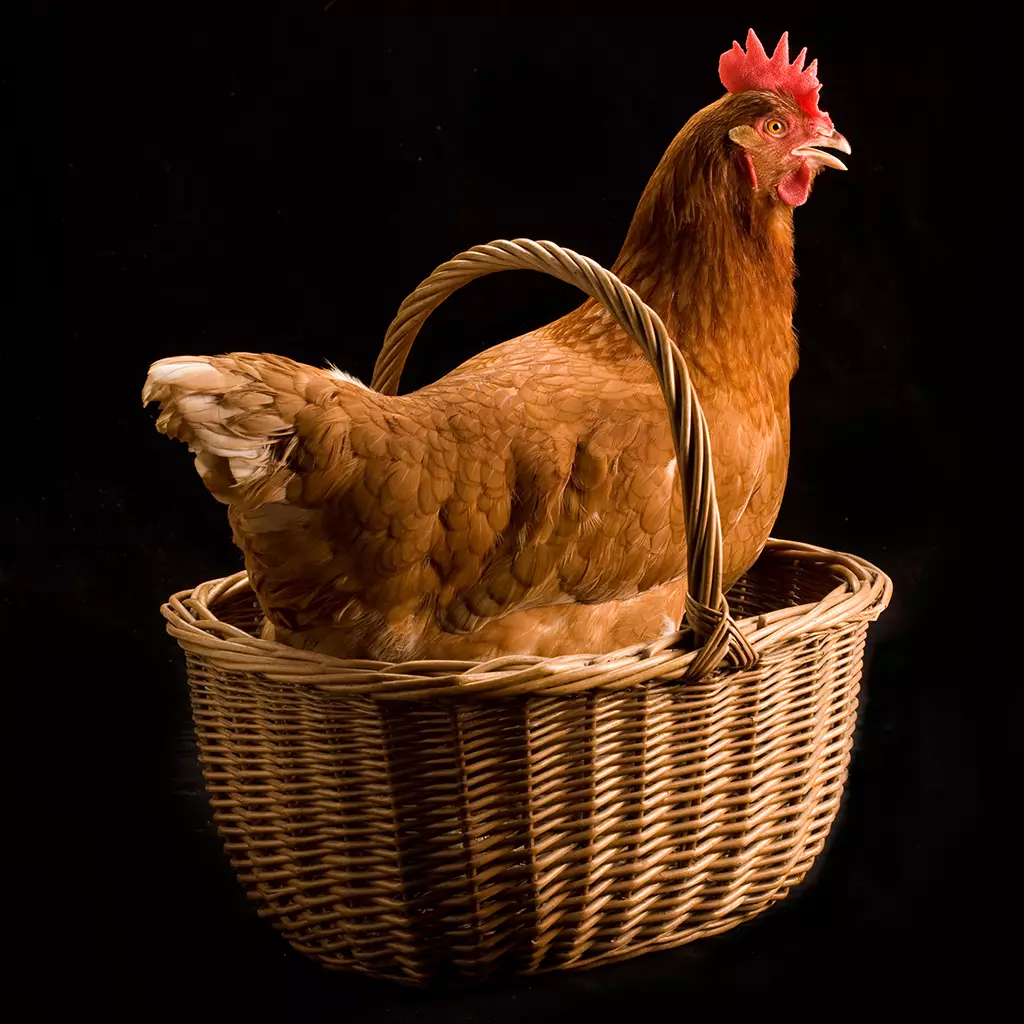 FWX RENT A CHICKEN