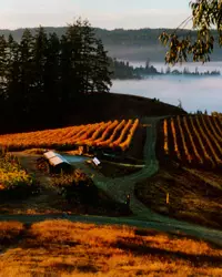 California Wine Guide