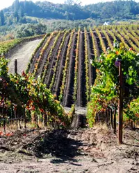 litšoantšo-sys-201110-a-alysian-vineyards.jpg