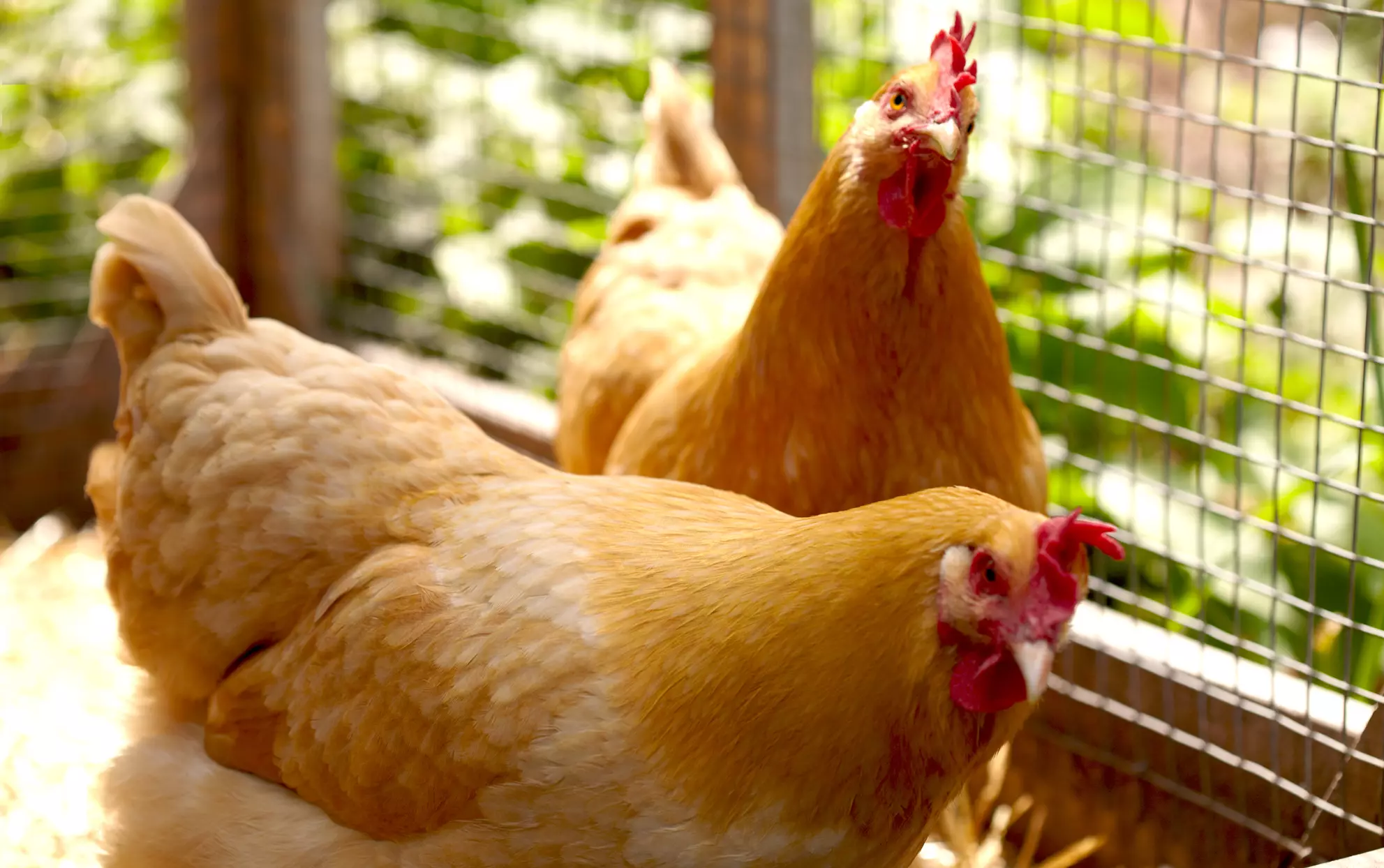 Zwee Pouleten an engem Käfeg dobaussen