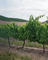 Ladang Anggur Garnacha