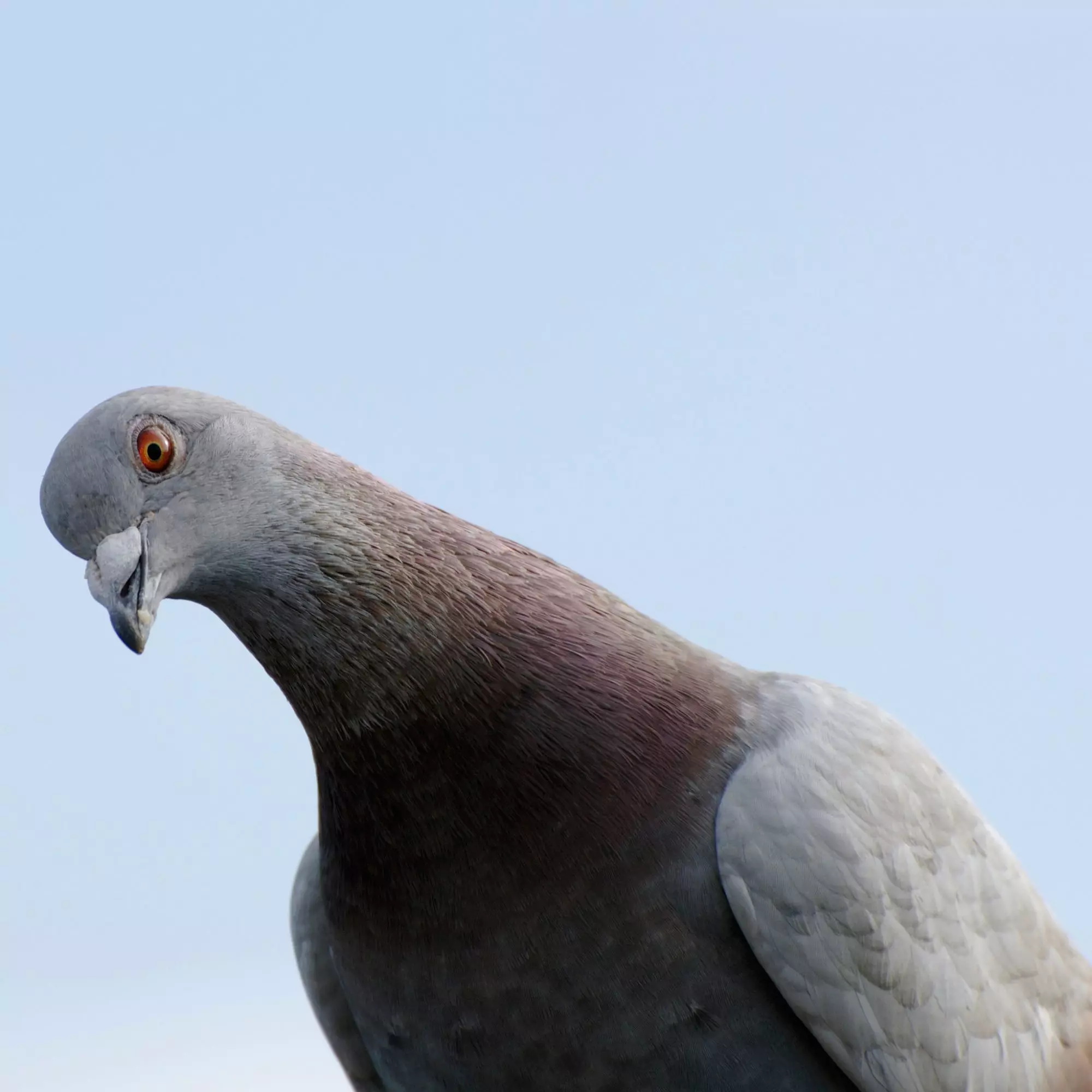 FWX PIGEON WEARING BAGEL AROUND NECK |