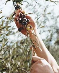 stampi-sys-fw200511_oliveoil.jpg