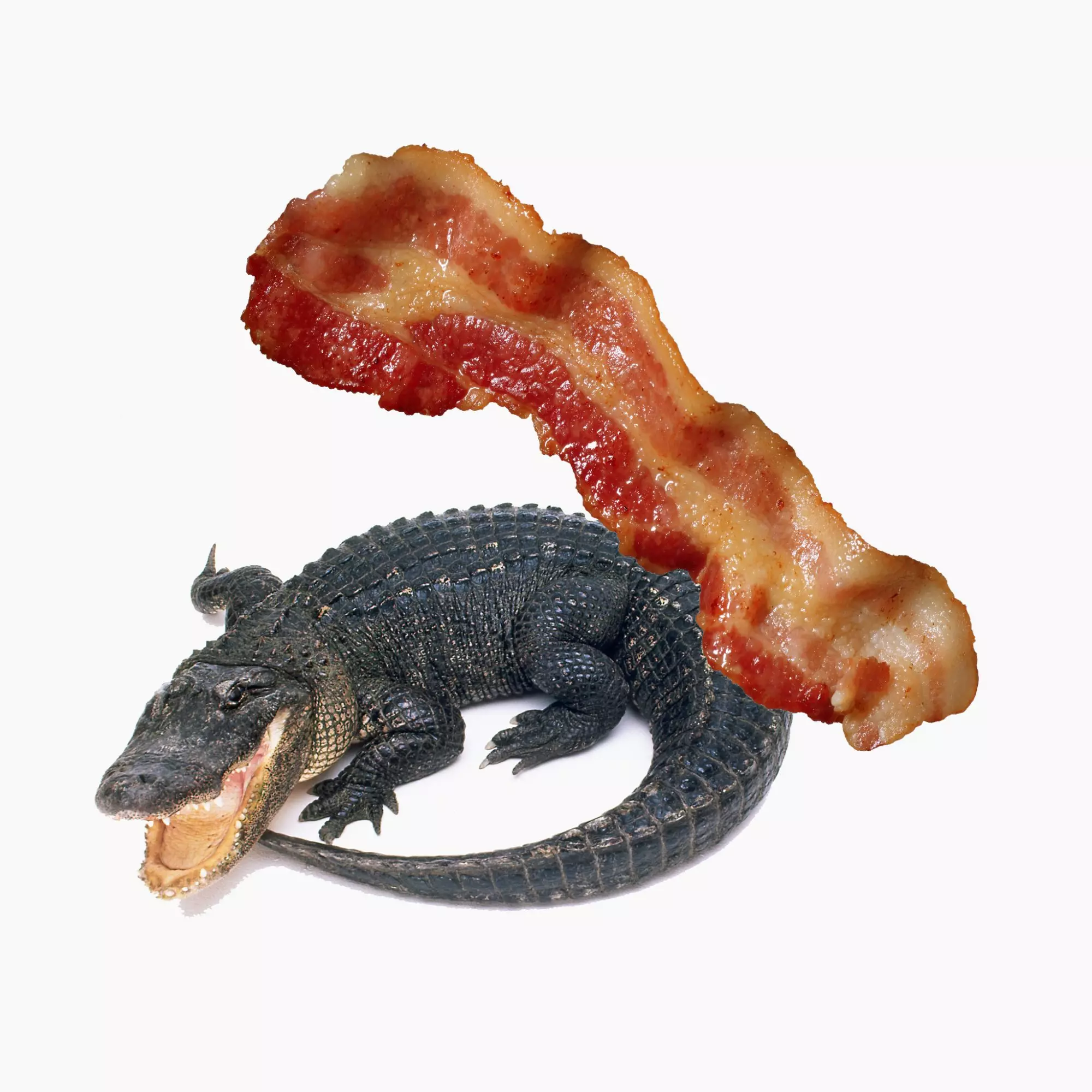 FWX bacon ຫໍ່ GATOR ກັບ TURDUCKEN