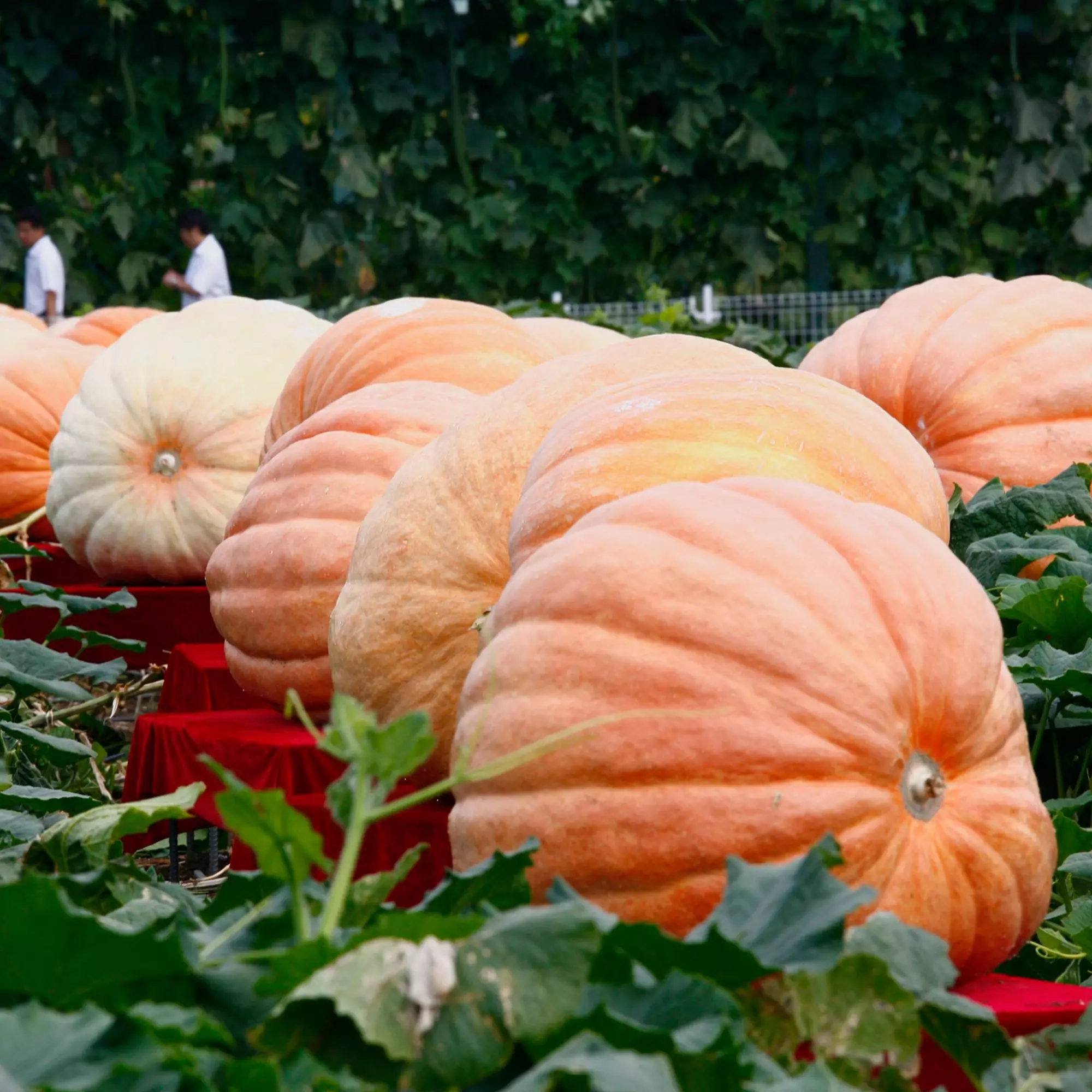 CONCURSO DE CALABAZAS GIGANTES FWX