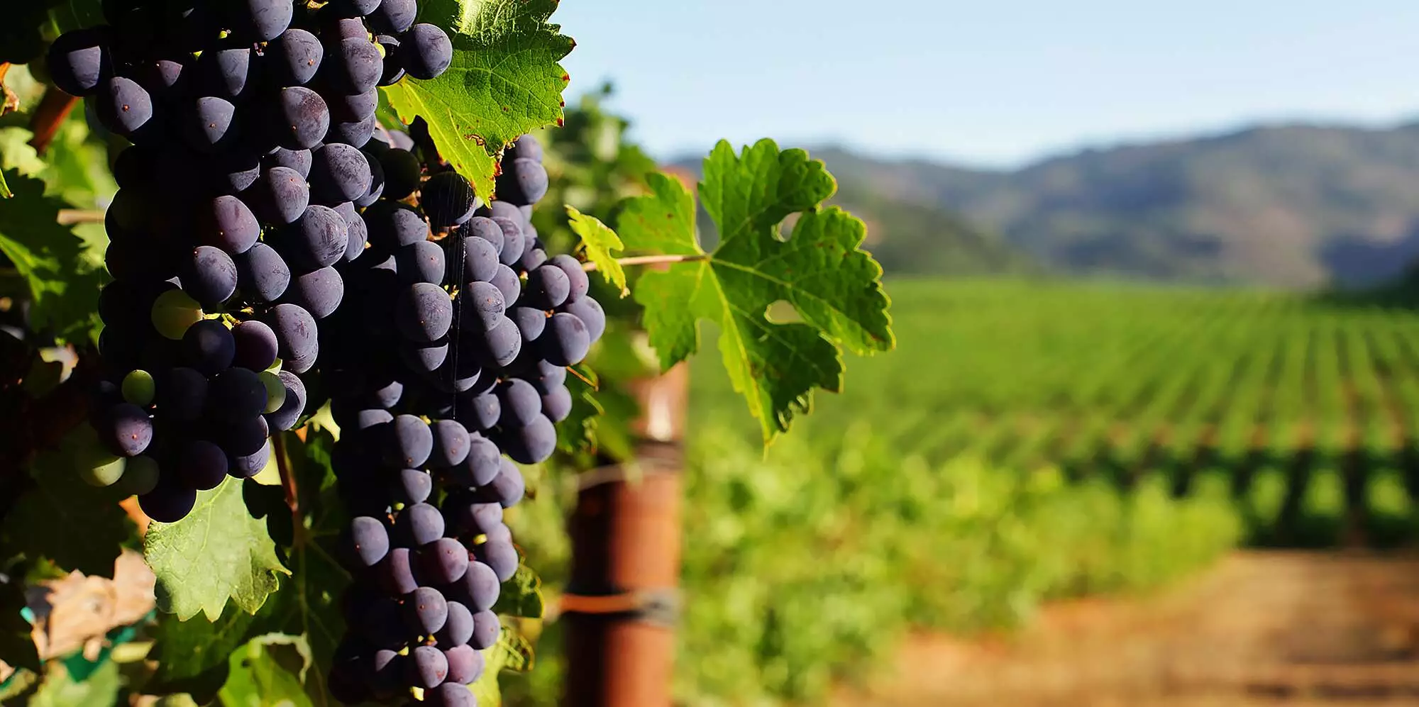 É hora de que California se desfaga dalgúns viñedos?