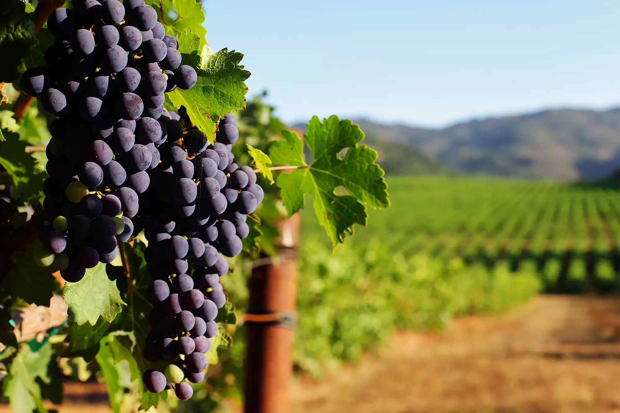 カリフォルニアのブドウ園のワイン用ブドウ
