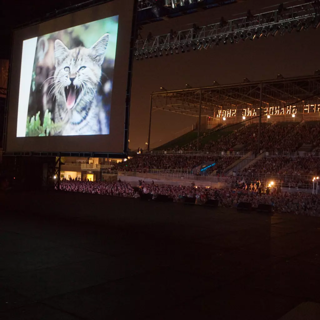 INKCUBEKO ye-FWX QUOTIENT CAT VIDEO FESTIVAL WALKER ART CENTRE