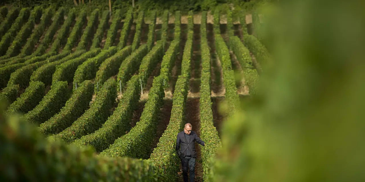 Canjin Tsaro a Dom Pérignon