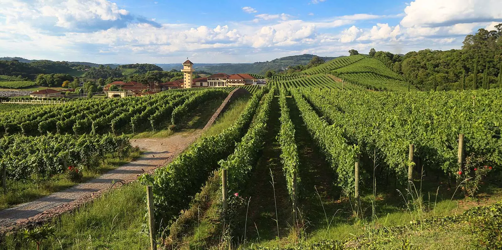 Brasilialainen sommelier haluaa sinun tietävän, että hänen maansa tekee erinomaista viiniä