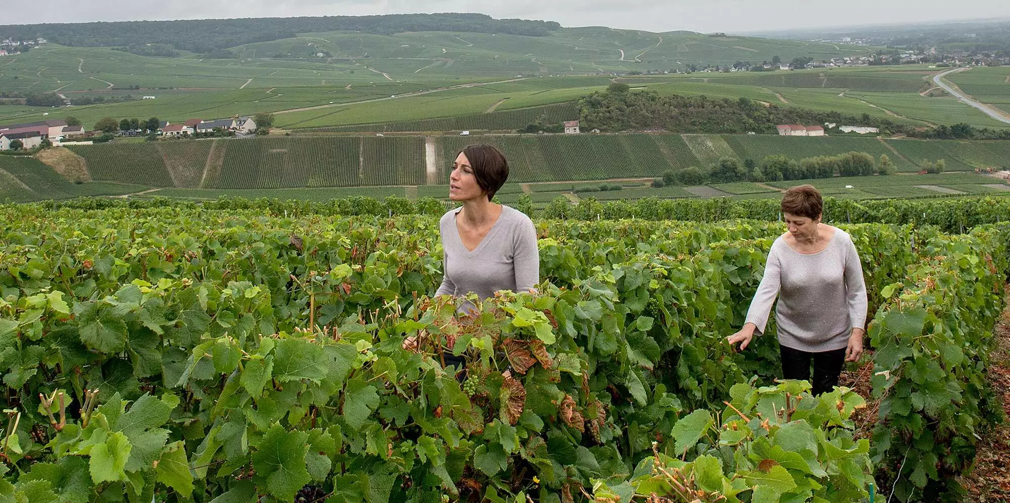 O le Champagne e tumau pea le Champagne pe a leai ni pulu?