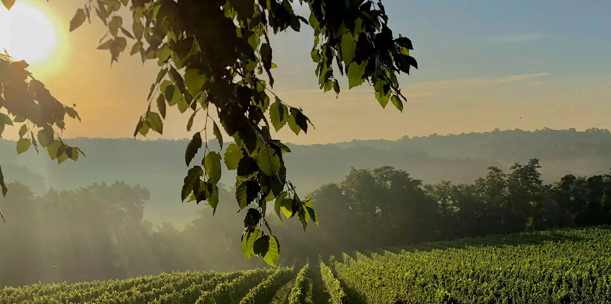 Cette route des vins à l'extérieur de D.C. devrait être votre prochaine aventure à boire