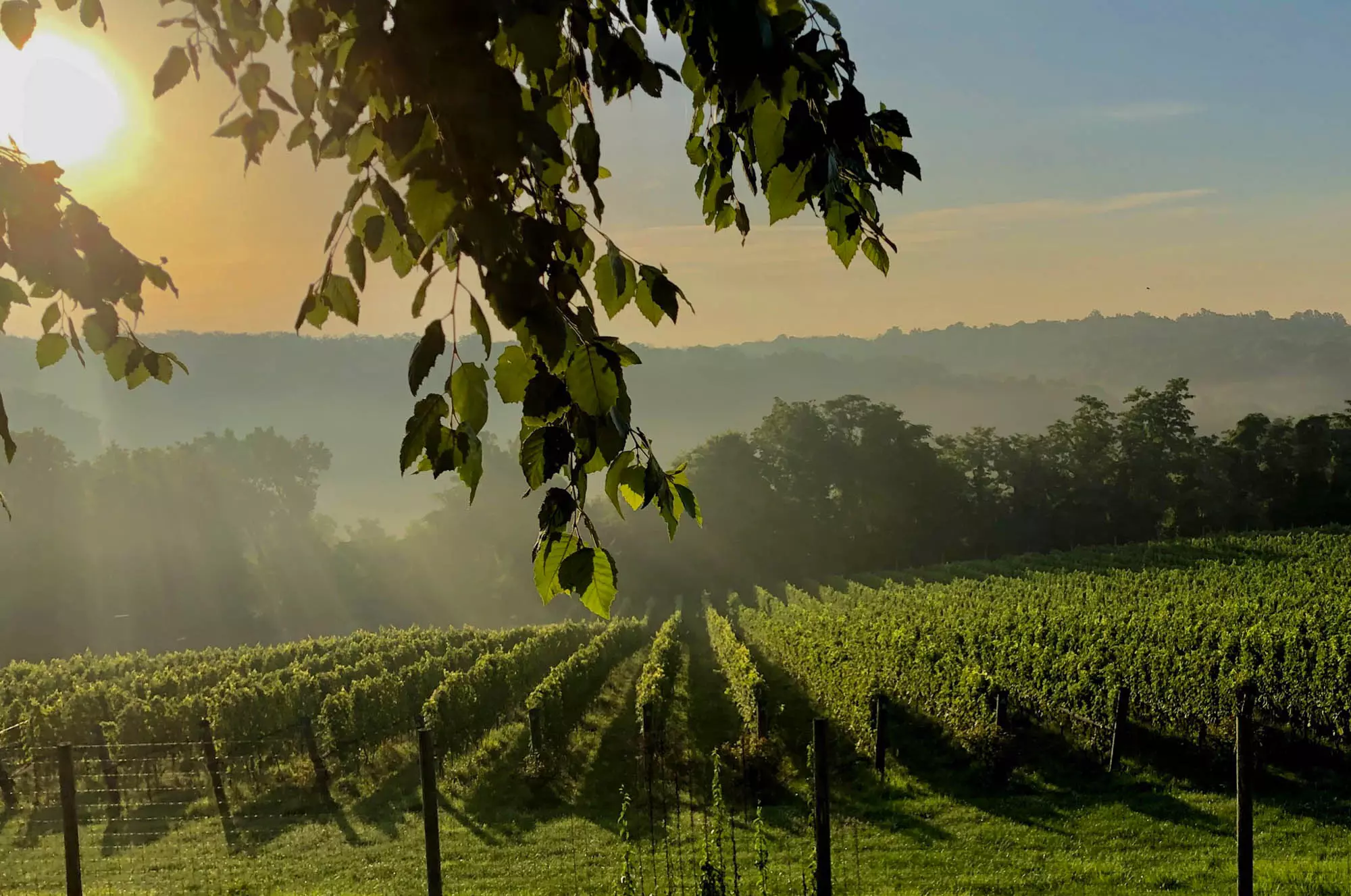 Walsh Family Wine vineyard