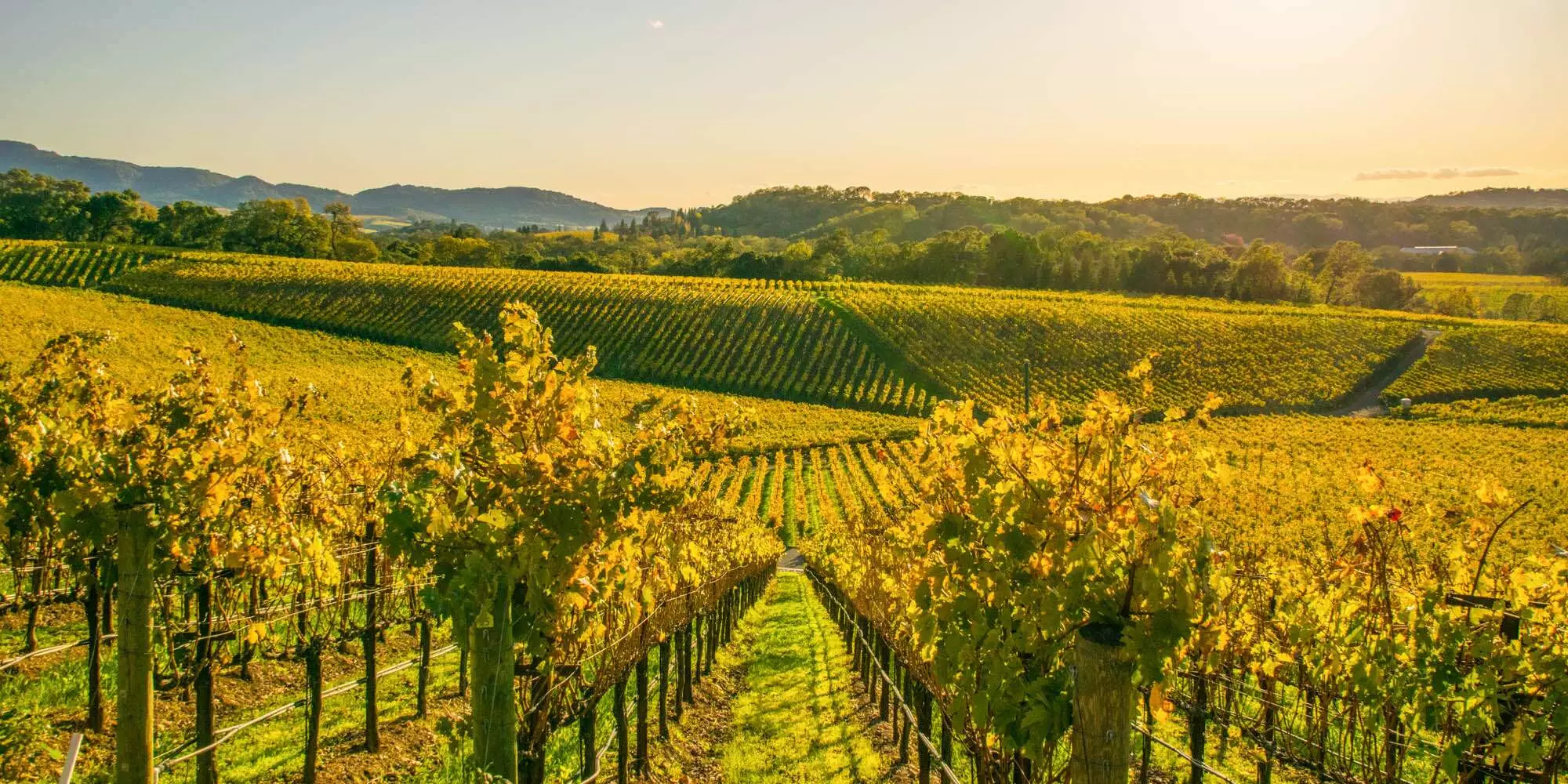 La Plej Bonaj Aferoj por Fari en Napa kaj Sonoma, Laŭ Lokuloj