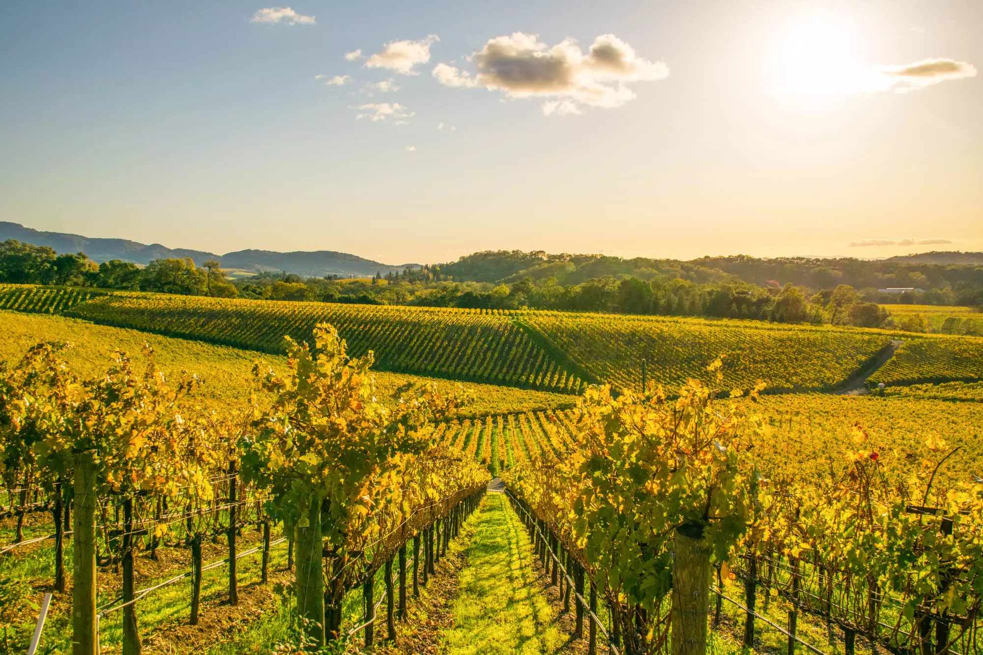 Ladang anggur di Lembah Napa, California Utara