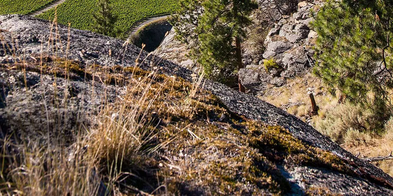 In Wes-Kanada floreer 'n verrassend uiteenlopende wynstreek