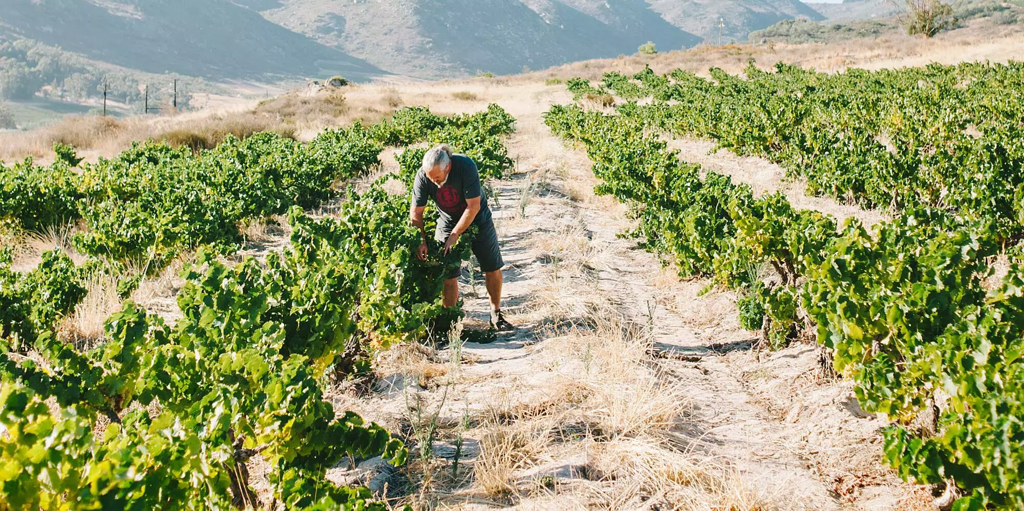 أفضل الأشياء التي يمكن ممارستها في منطقة النبيذ Swartland في جنوب إفريقيا