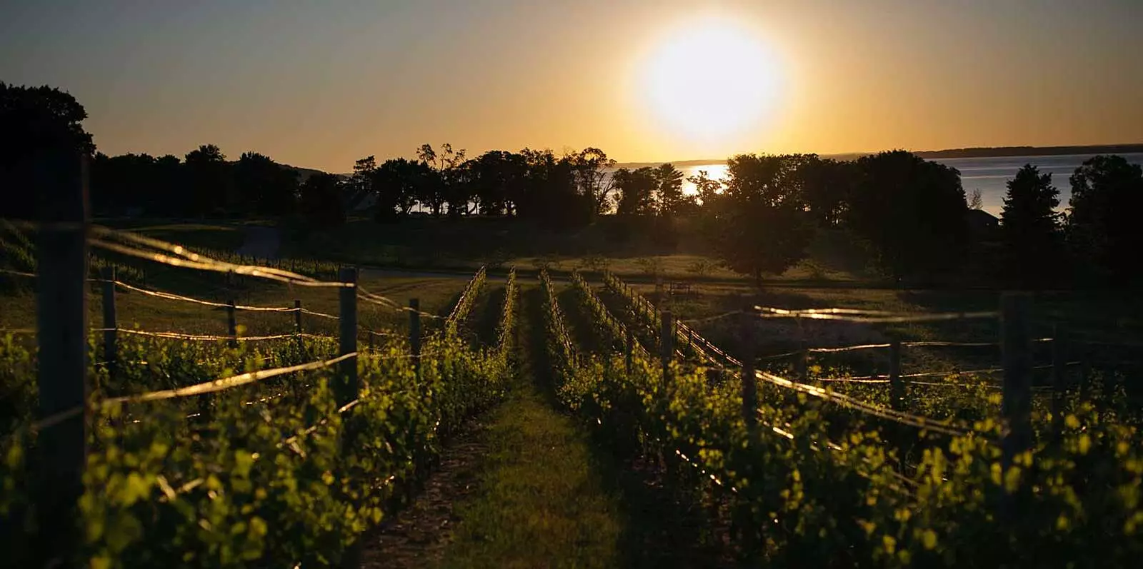 Vineyards kolem Traverse City, Michigan jsou uvedení Midwest na vinařské mapě