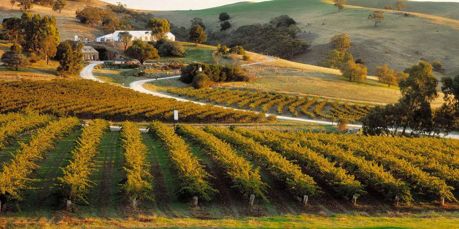 Panduan Wain ke Lembah Barossa dan Eden di Australia: Ladang Anggur untuk Dilawati dan Botol untuk Dibeli