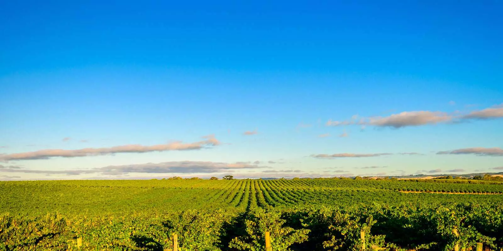 Ose Taiala ile Itulagi Uaina ole McLaren Vale i Ausetalia: O Tovine e Asiasi ma Fagu Sili e Fa'ata'ita'i.