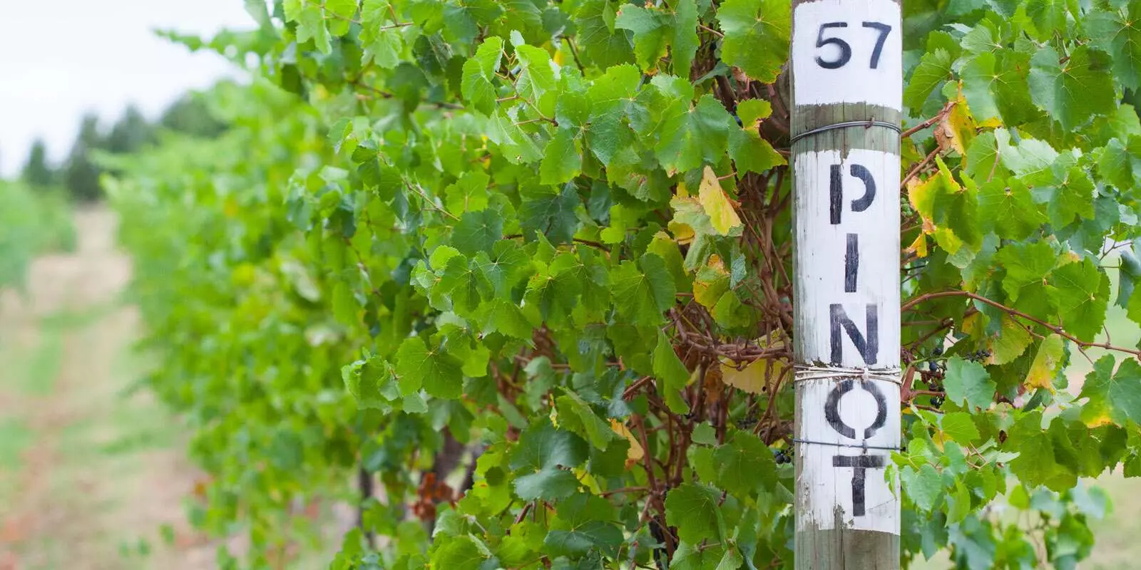 A Vine Guide to the Mornington Peninsula ma Yarra Valley: O Tovine e Asiasi ma Fagu e Taumafai.