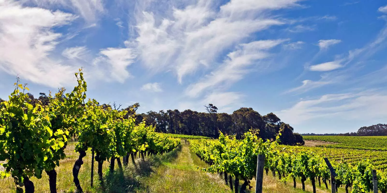 Australská Margaret River: Vinice k návštěvě a lahve, které můžete vyzkoušet