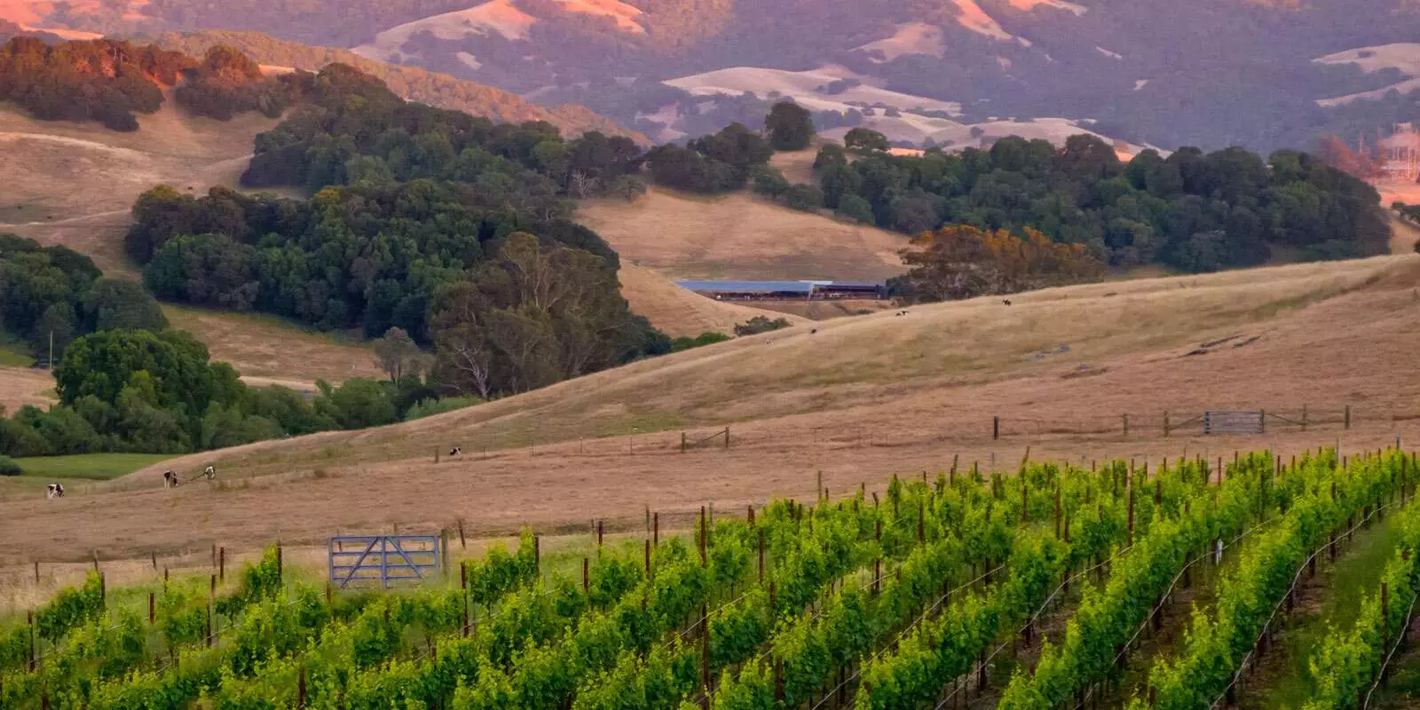 Sonoma Harvest, Festival Muzik Wine Country Baharu, Bunyi Seperti Total Paradise