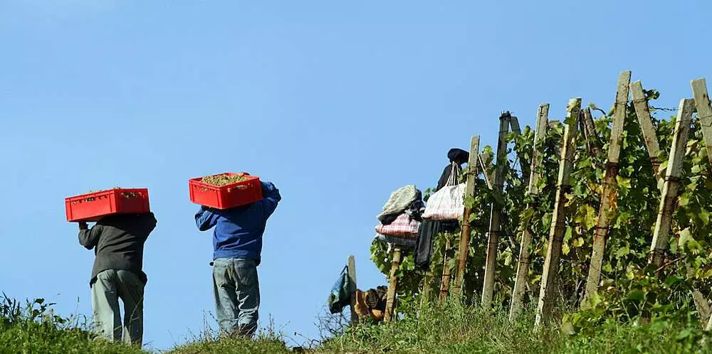 Kamoo Motho ea Barone oa Romania a ileng a Tseba Serapa sa Morara sa Lelapa la Hae 'me a Etsa Veine e Ntlehali ea Naha