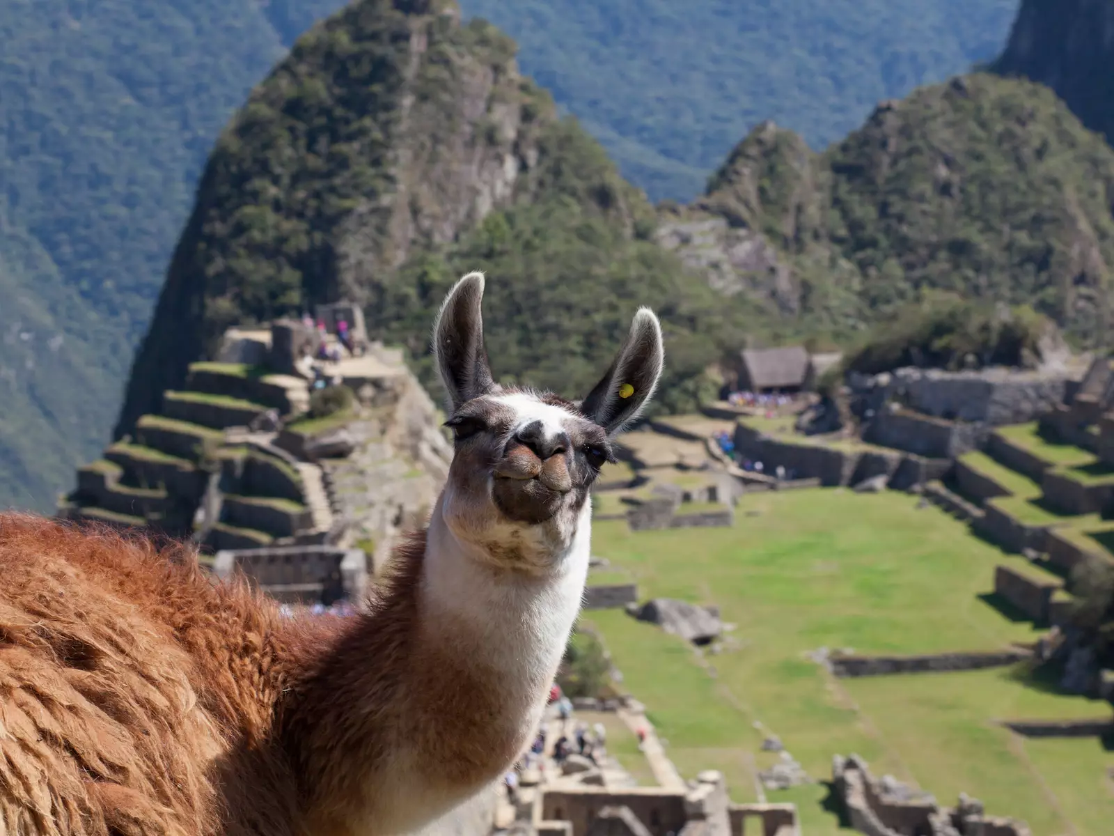 I-Pinterest llamas