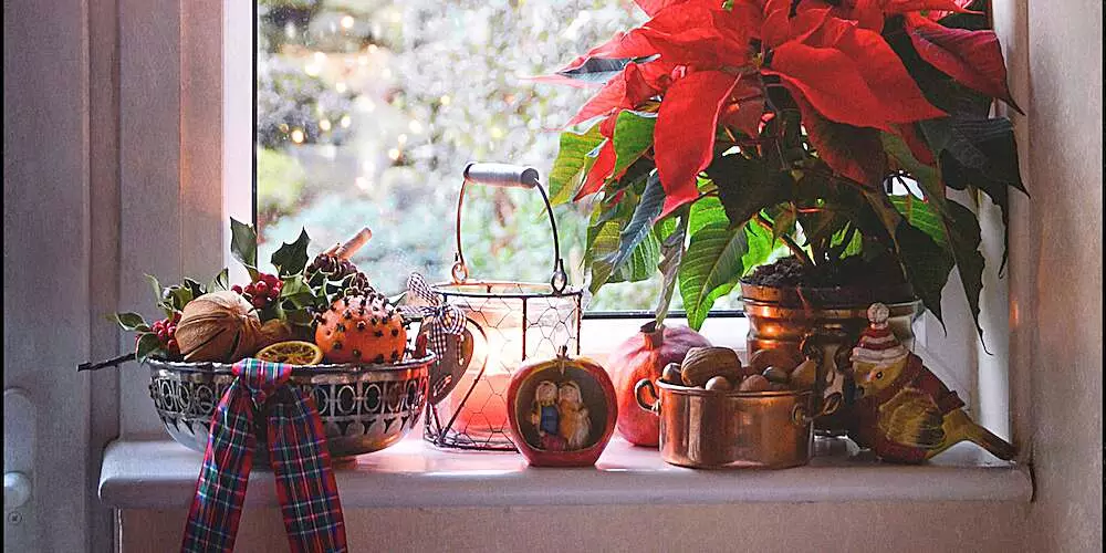 Comment prendre soin d'un poinsettia de Noël