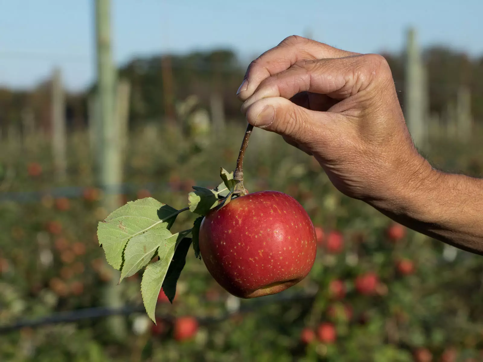 EverCrisp Pomoj