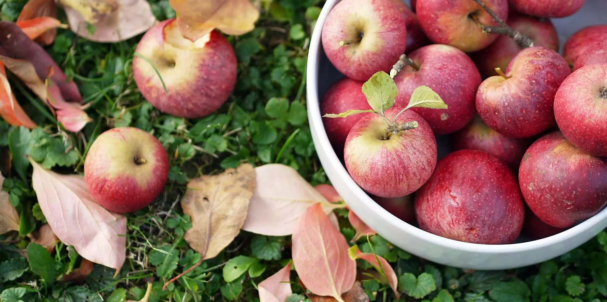 5 endroits pour cueillir des pommes et boire du vin