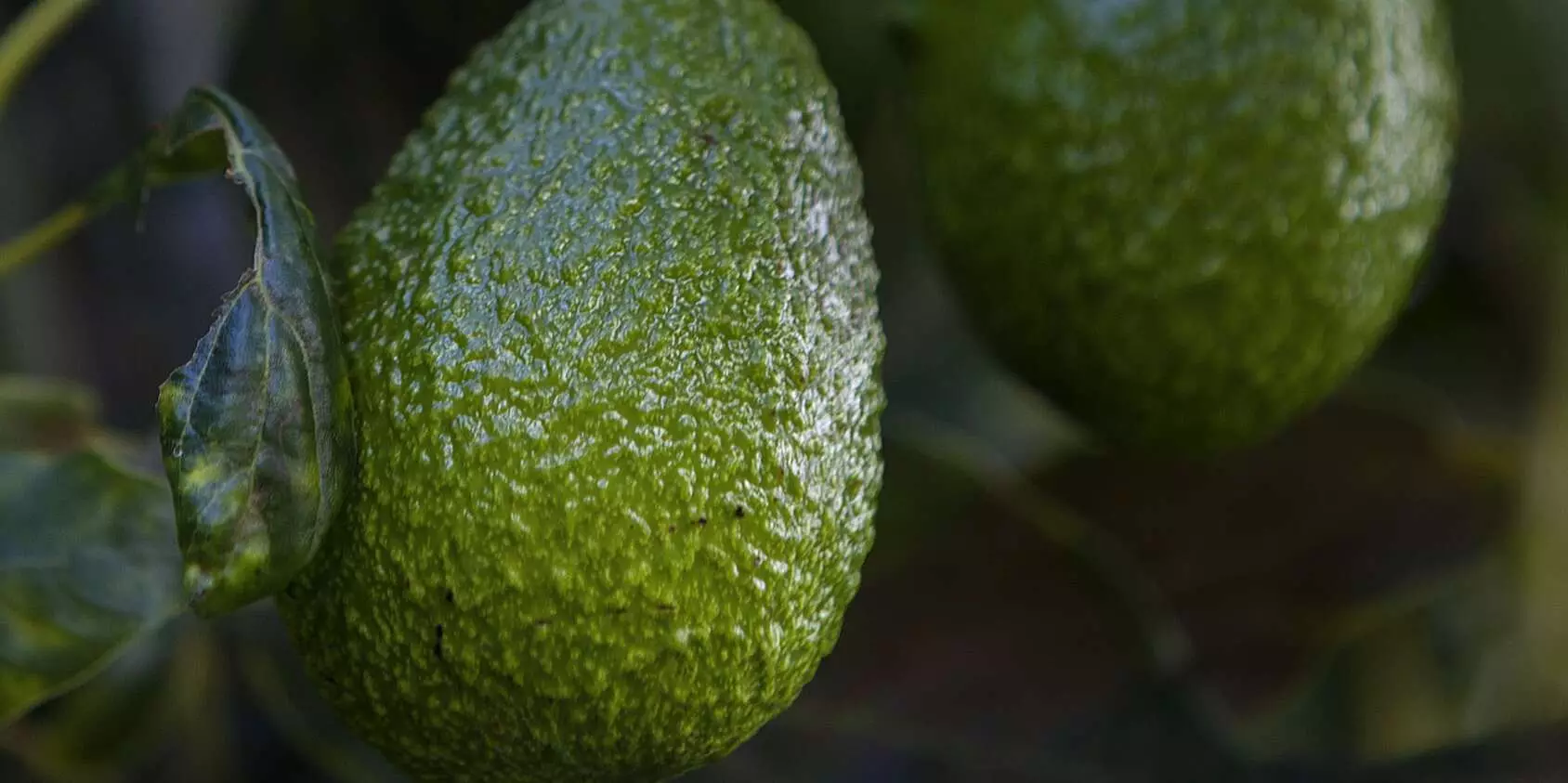 Avokado kan bidra til å stoppe noen av disse Listeria-utbruddene