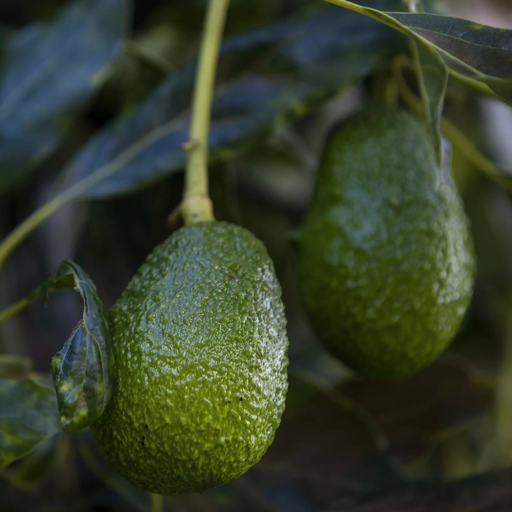 mexico-avocado-kulima-kudula nkhalango