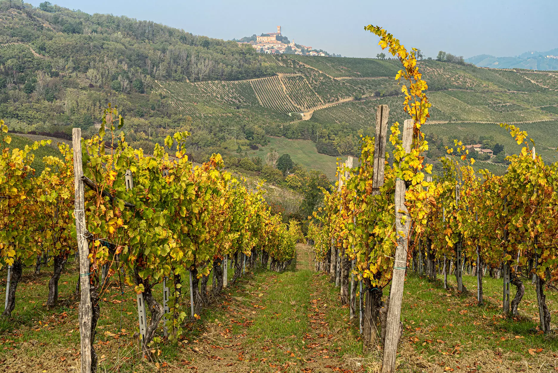 Vinogradi v regiji Oltrepo Pavese v Italiji