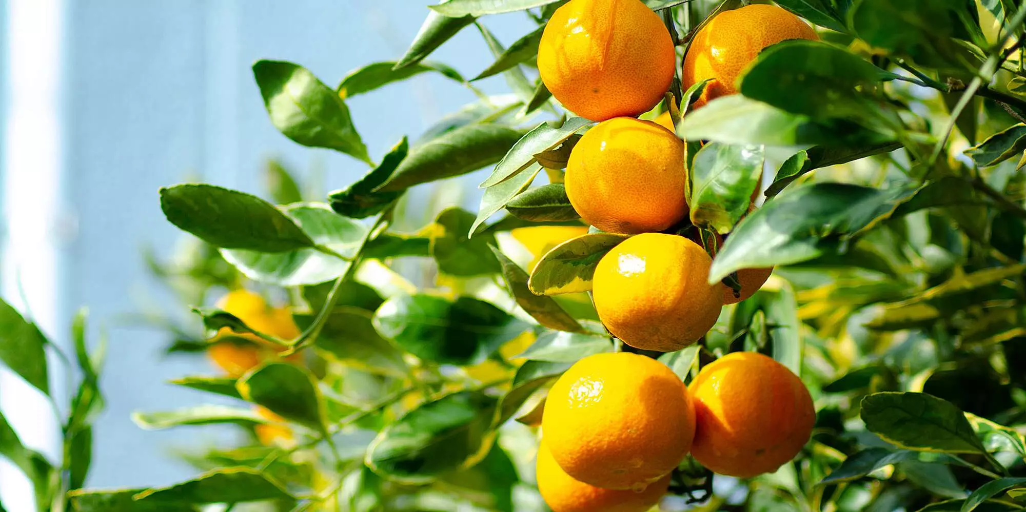 Satsuma Oranges-ի մեկ տուփը վաճառվում է 1 միլիոն իենով