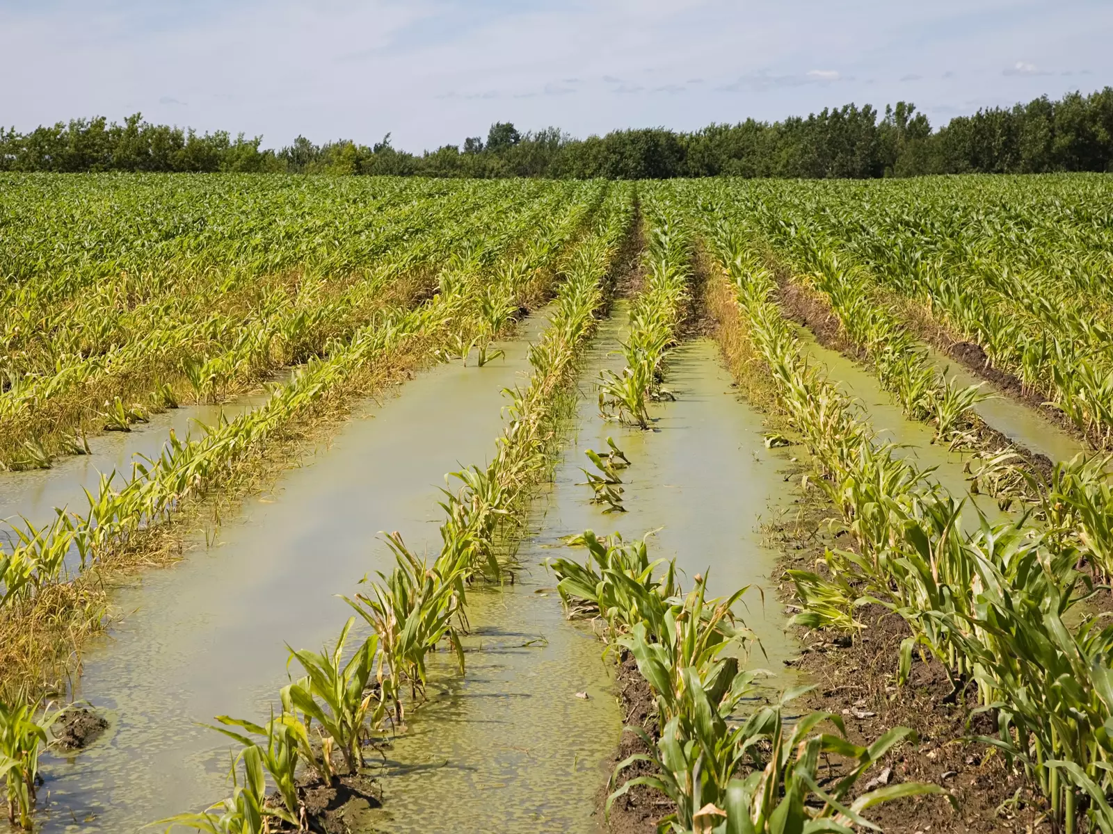 flooded-crops-FT-BLOG0519.jpg