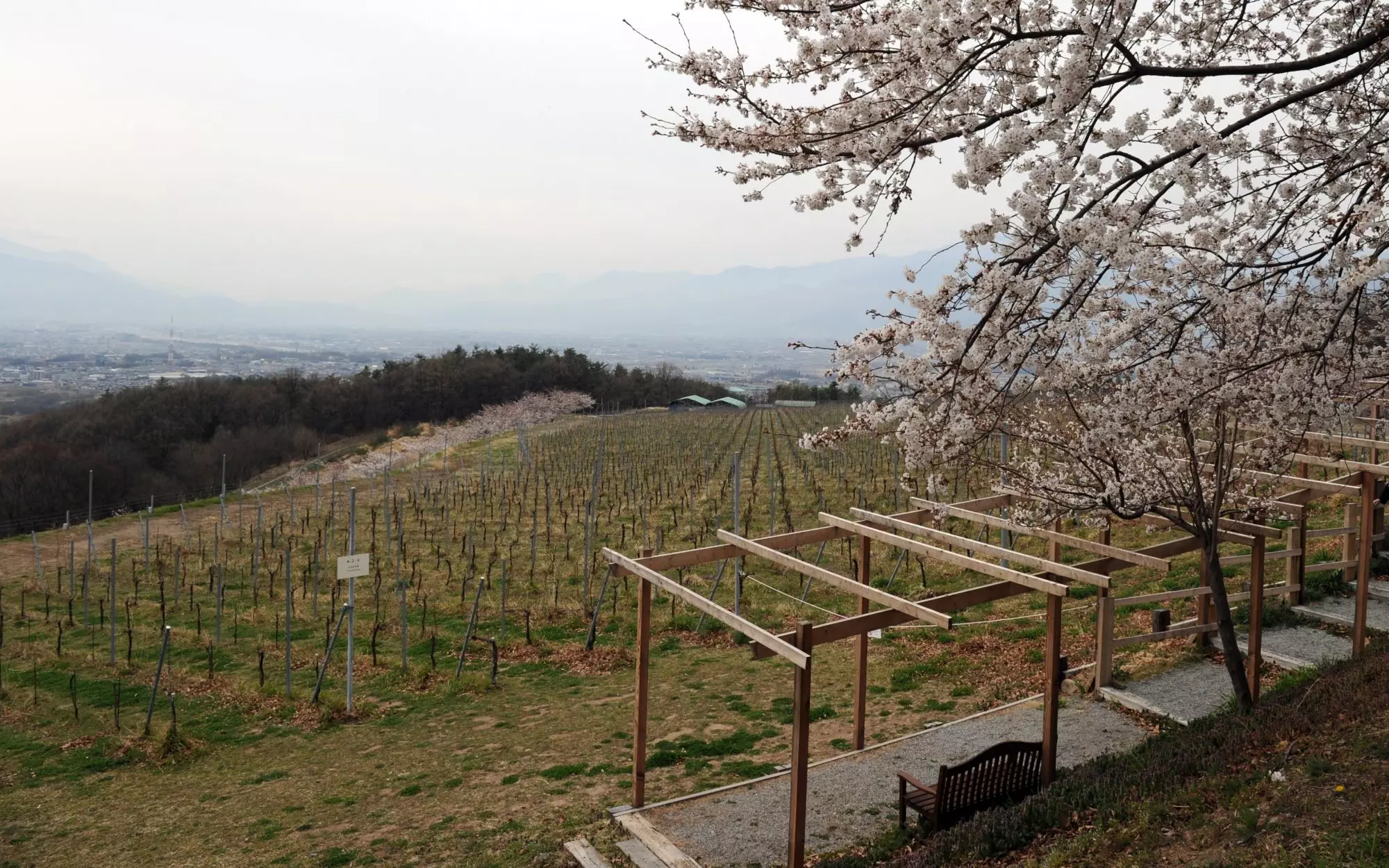 japanskt vínland