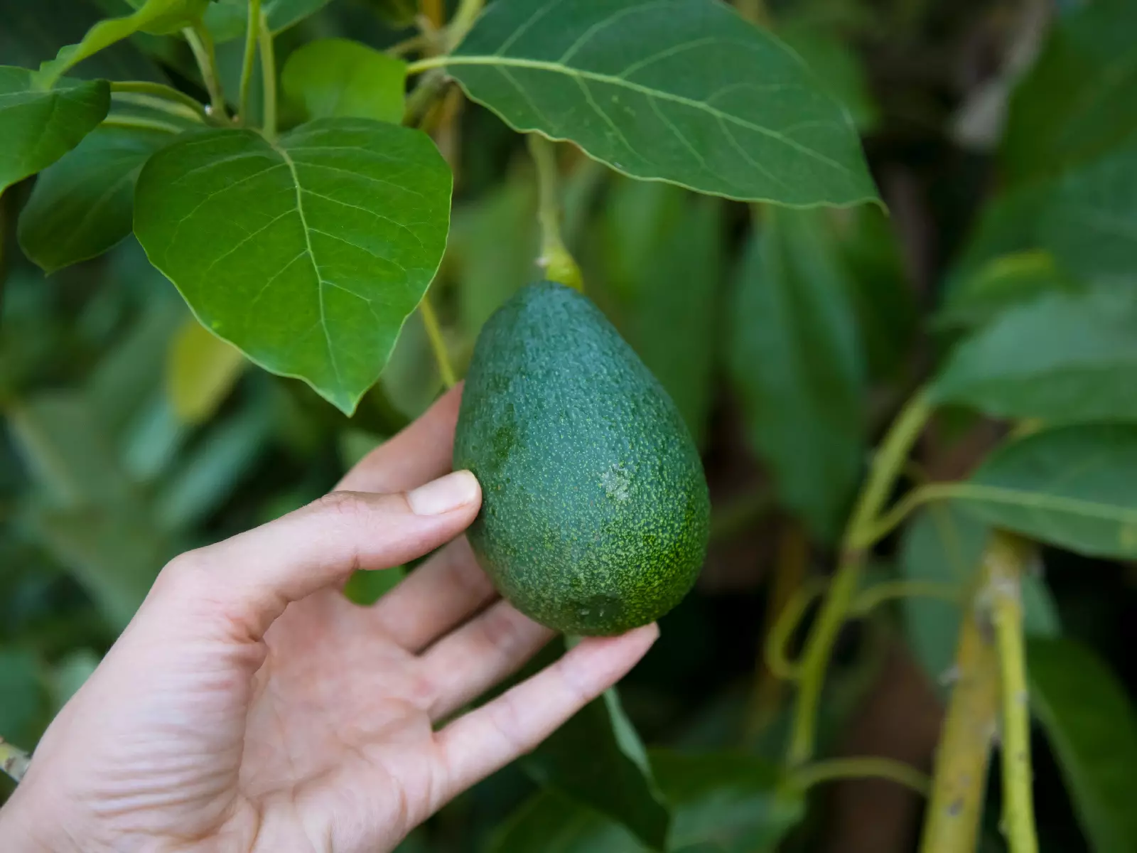 win-avocado-farm-FT-BLOG0719.jpg