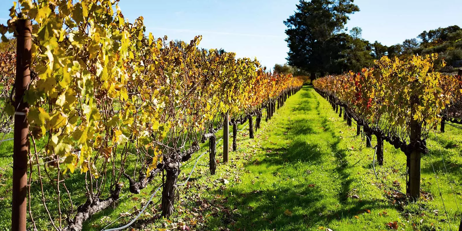 Uvas para vinho da Califórnia murcham para passas em clima quente