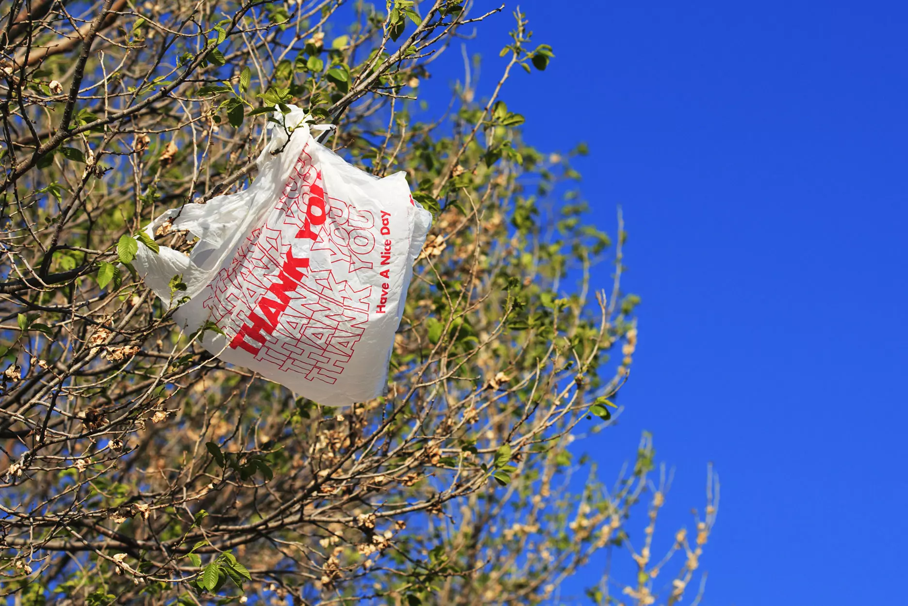 En handlepose i plast fanget i et tre